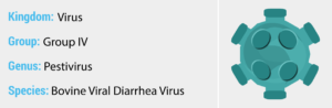 Bovine Viral Diarrhea Virus (BVDV) - Quip Labs