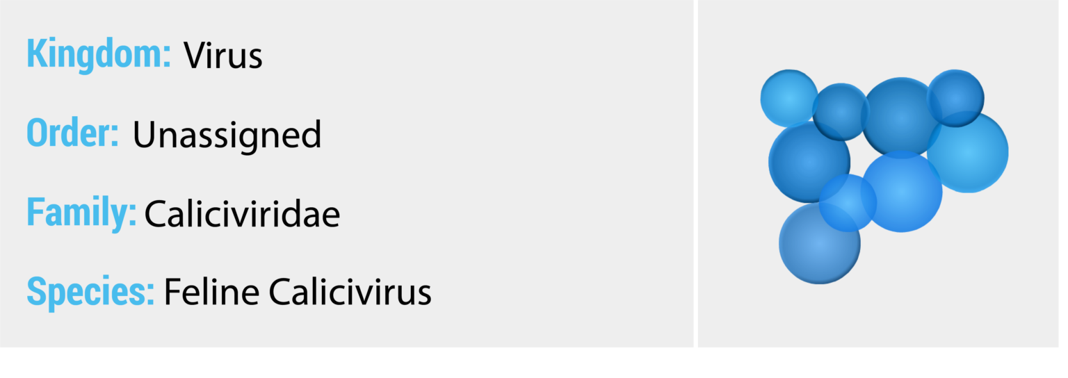 Feline Calicivirus - Quip Labs