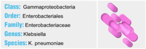 Klebsiella pneumoniae - Quip Labs