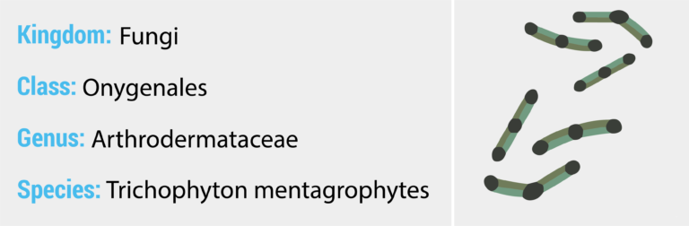 Trichophyton mentagrophytes - Quip Labs